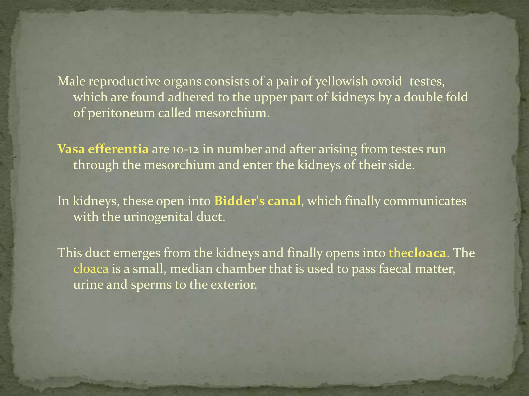 Reproductive system of frog | PPTX