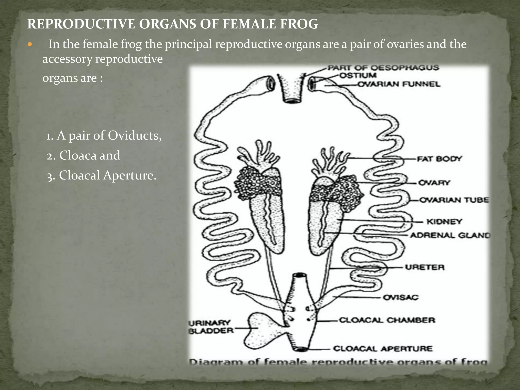 Reproductive system of frog | PPTX