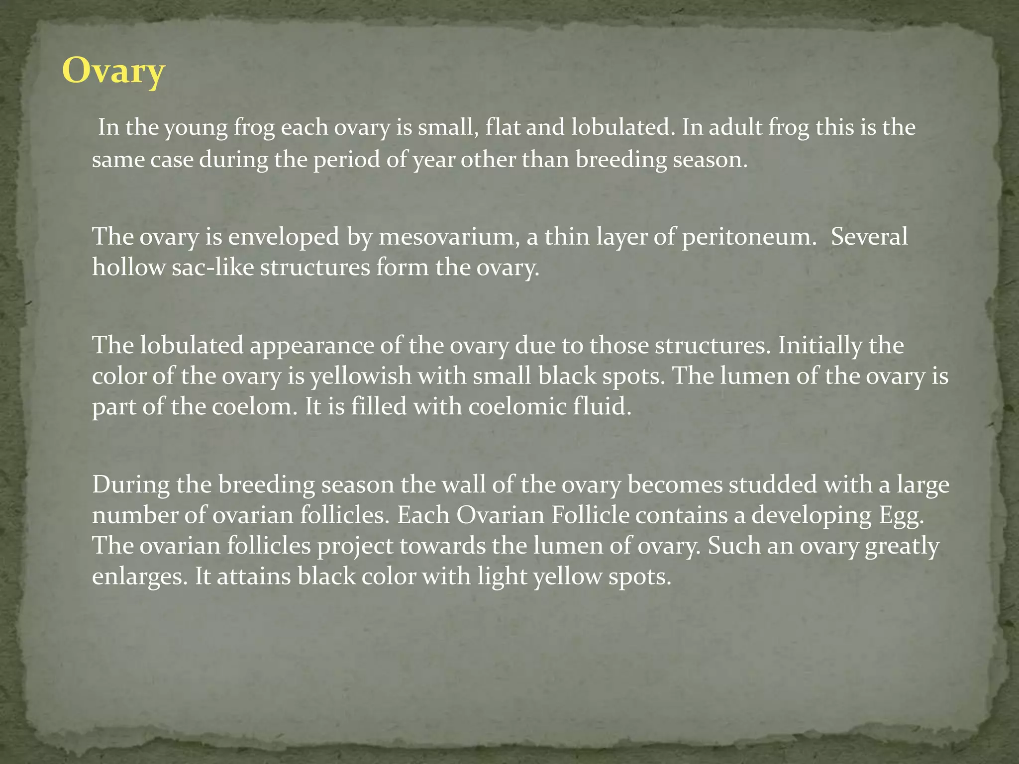 Reproductive system of frog | PPTX