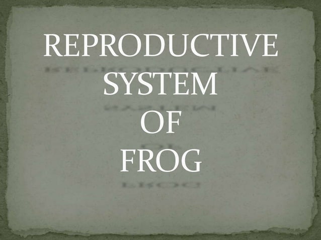 Reproductive system of frog | PPTX | Reproductive Health | Diseases and ...