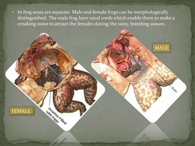 Reproductive system of frog | PPTX | Reproductive Health | Diseases and ...