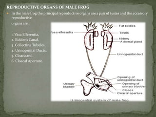 Reproductive system of frog | PPTX