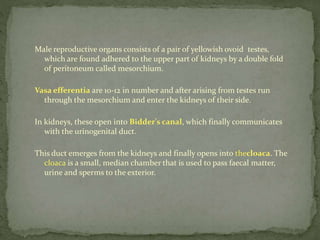 Reproductive system of frog | PPTX