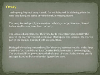 Reproductive system of frog | PPTX