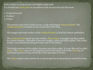 Reproductive system of frog | PPTX