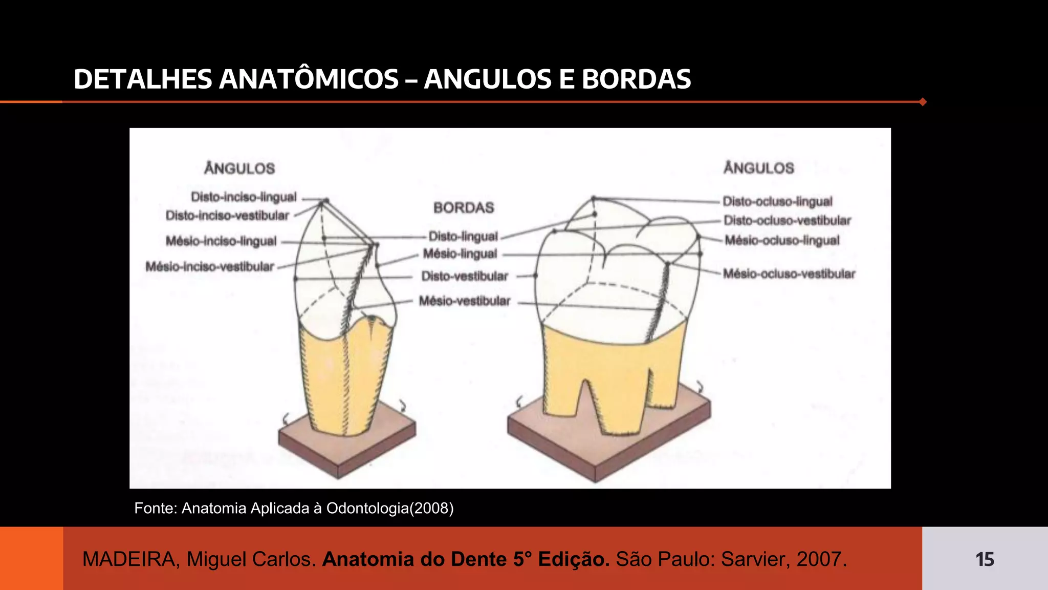 Introdução à Anatomia Dentária e Anatomia dos Dentes Anteriores. | PDF