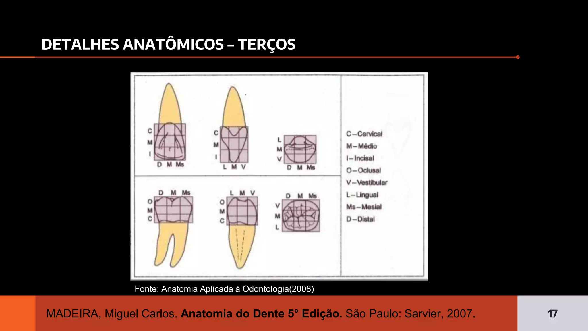 Introdução à Anatomia Dentária e Anatomia dos Dentes Anteriores. | PDF