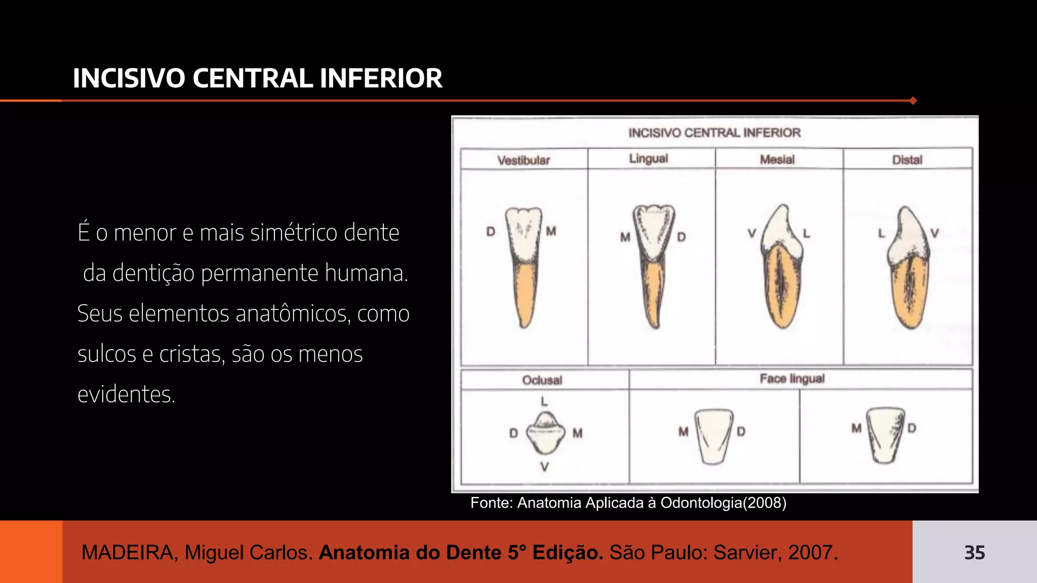 Introdução à Anatomia Dentária e Anatomia dos Dentes Anteriores. | PDF