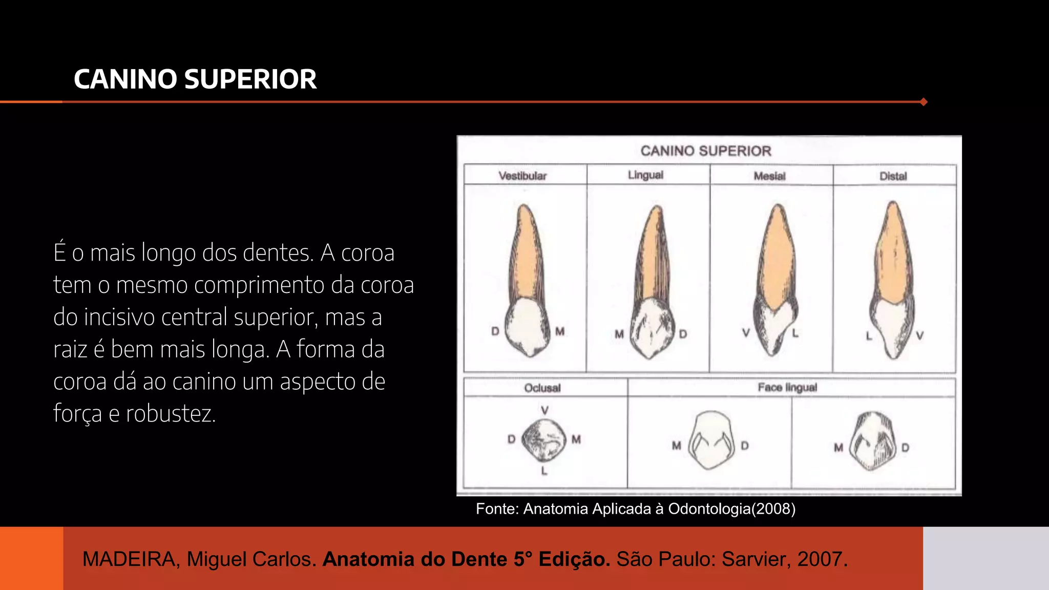 Introdução à Anatomia Dentária e Anatomia dos Dentes Anteriores. | PPT
