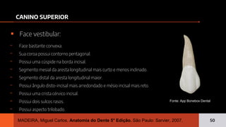 Introdução à Anatomia Dentária e Anatomia dos Dentes Anteriores. | PDF
