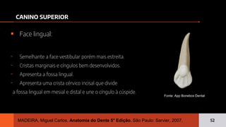 Introdução à Anatomia Dentária e Anatomia dos Dentes Anteriores. | PDF