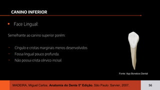 Introdução à Anatomia Dentária e Anatomia dos Dentes Anteriores. | PDF