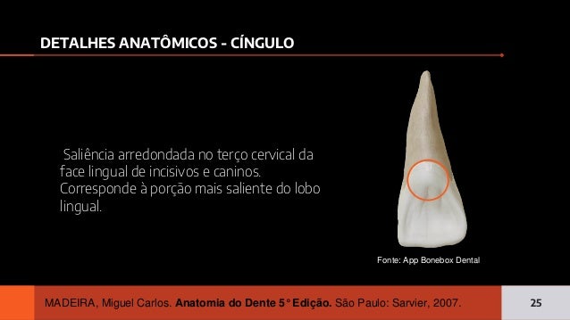 Introdução à Anatomia Dentária e Anatomia dos Dentes Anteriores.