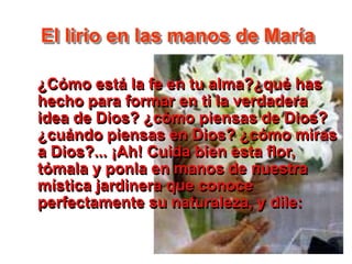 Mm6 Lirio | PPS