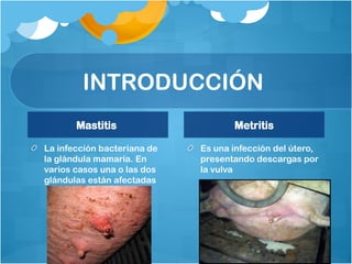 MMA--OscarChavez.Mastitis,metritis infecciosa | PPTX