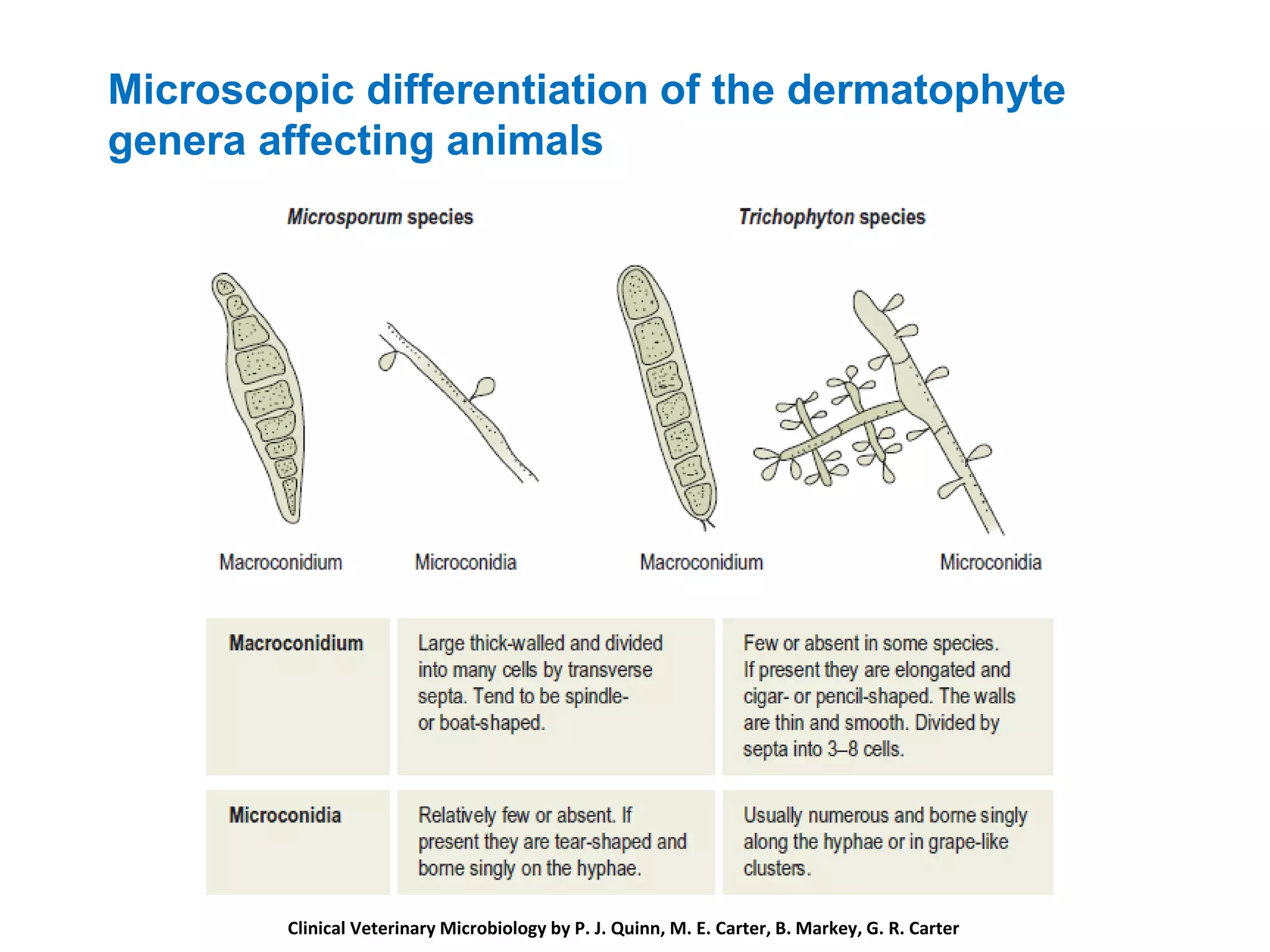 MMA 601_Dermatophytes_2022.pdf