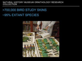 Citizen science and the diversification of birds | PPTX