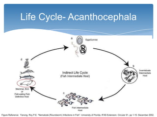 Common Parasites of Pinnipeds | PPTX