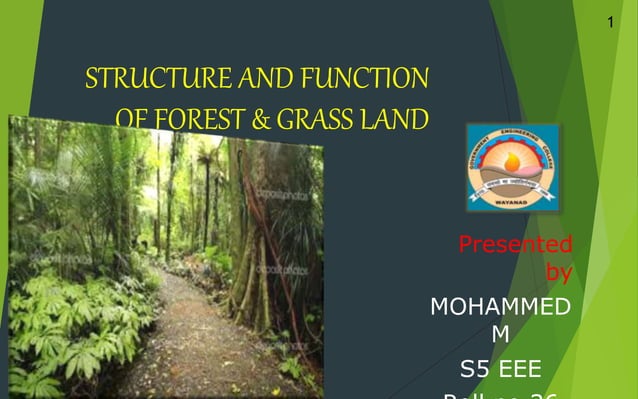 Forest ecosystem | PPT