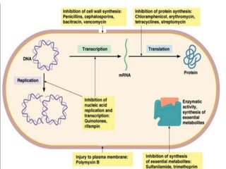 Microbes, Man and Environment (Antimicrobial and targets) .pptx