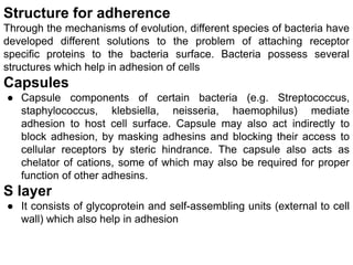 Microbes, Man and Environment(bacterial adhesion).pptx