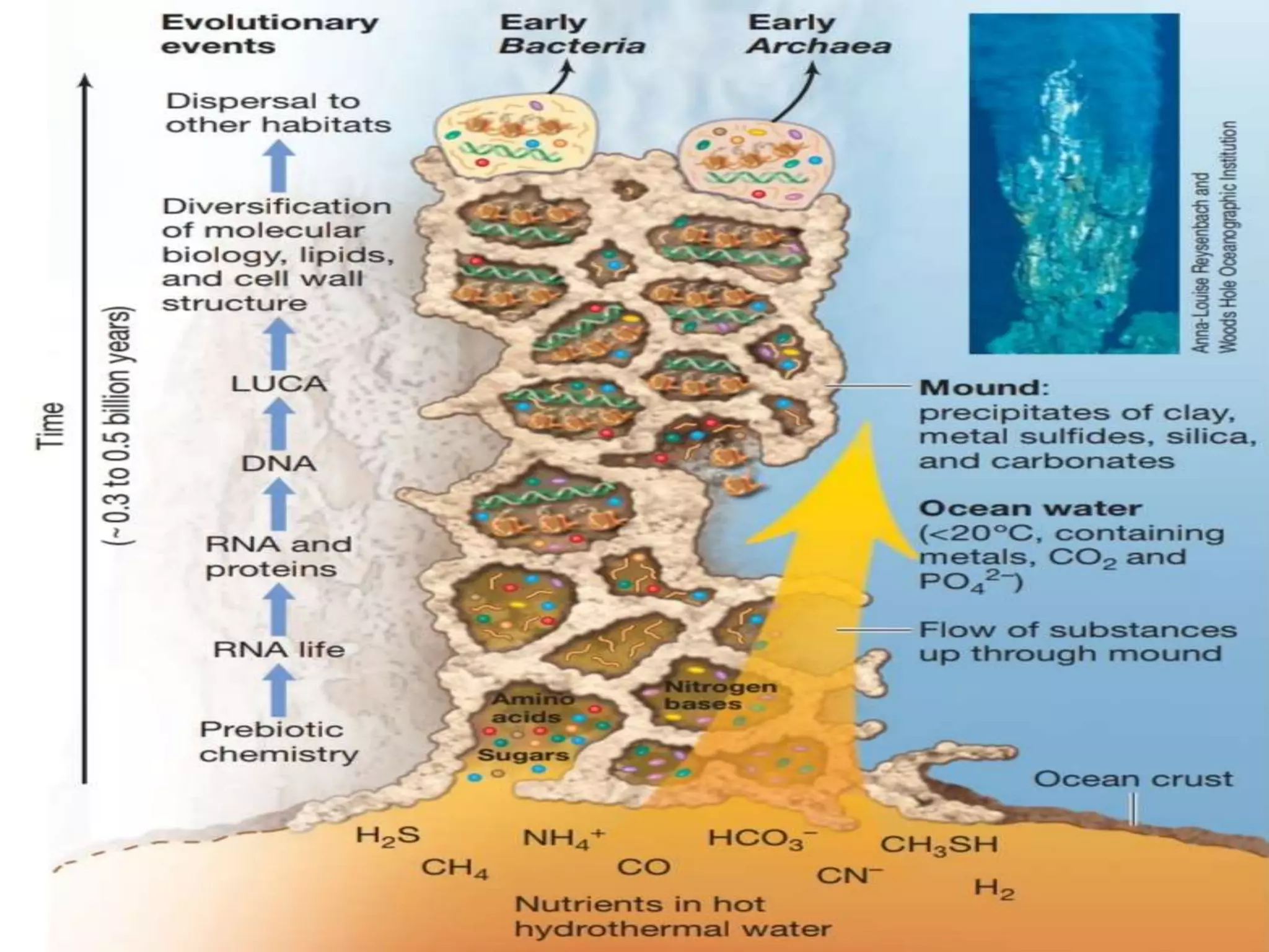 Microbes, Man and Environment (Microbial Evolution & Phylogeny ).pptx