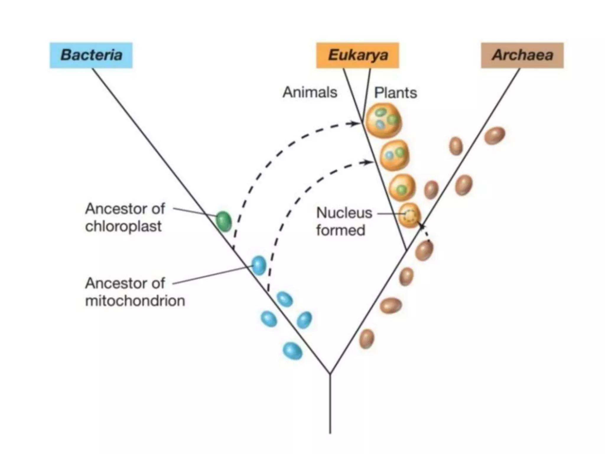 Microbes, Man and Environment (Microbial Evolution & Phylogeny ).pptx
