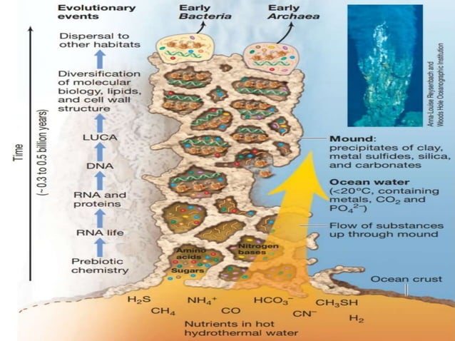 Microbes, Man and Environment (Microbial Evolution & Phylogeny ).pptx ...