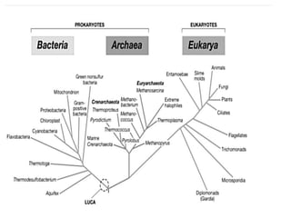 Microbes, Man and Environment (Microbial Evolution & Phylogeny ).pptx