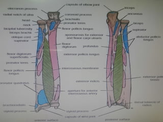mmed Forearm1212121224456989iuffgjhk.pptx