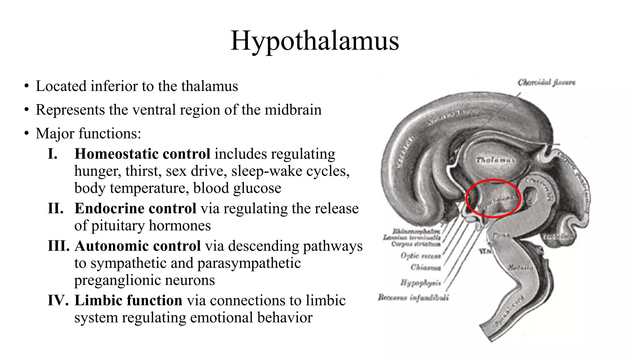 Functions of hypothalamus and circadian rhythms | PDF