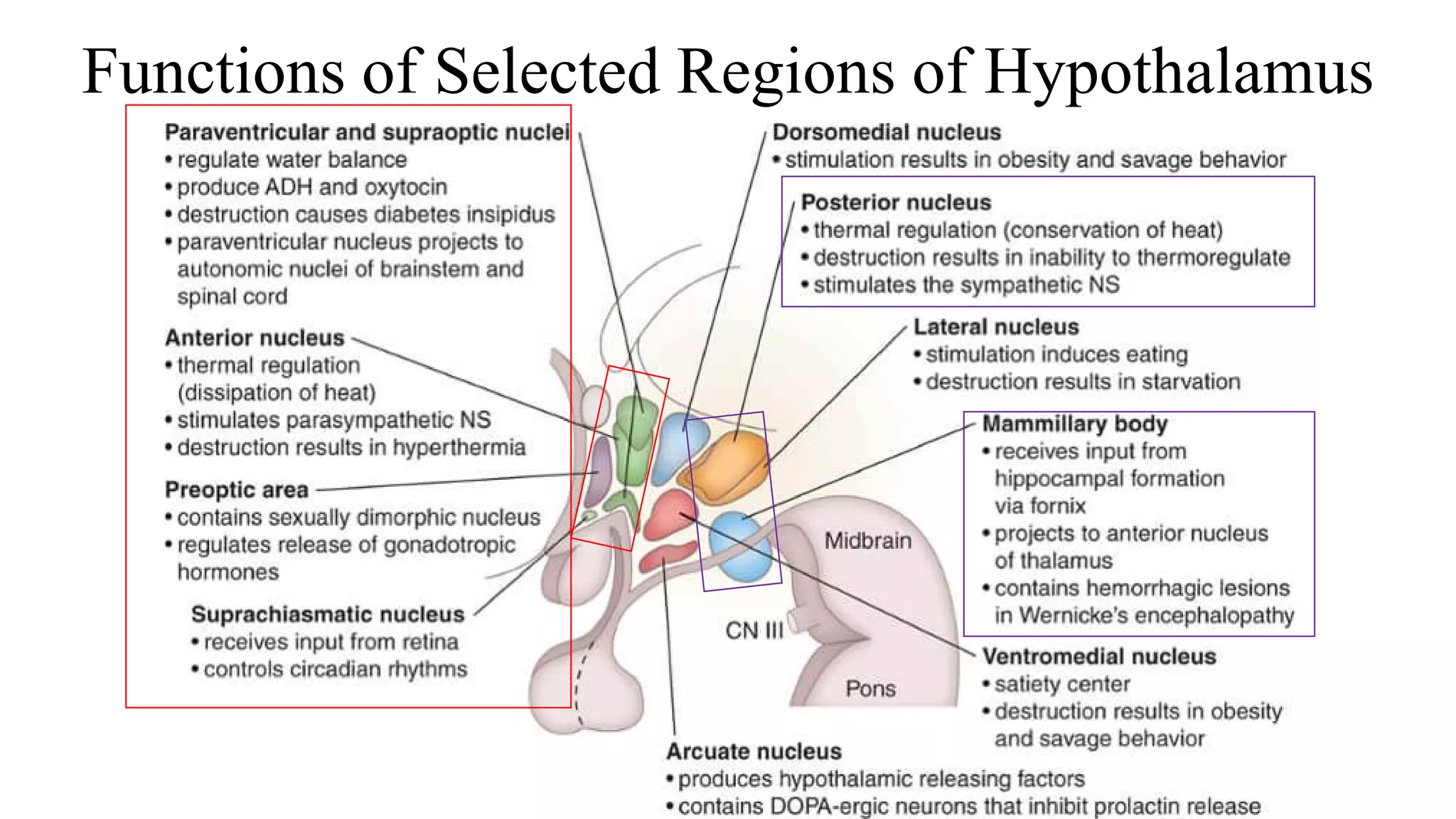 Functions of hypothalamus and circadian rhythms | PDF