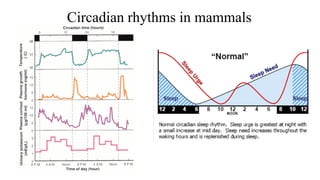 Functions of hypothalamus and circadian rhythms | PDF