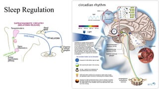 Functions of hypothalamus and circadian rhythms | PDF