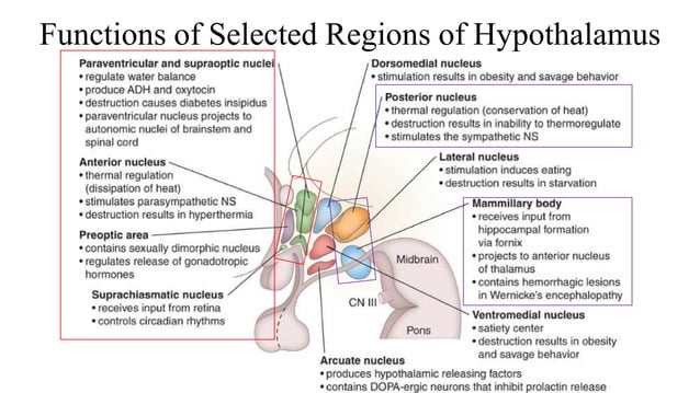 Functions of hypothalamus and circadian rhythms | PDF