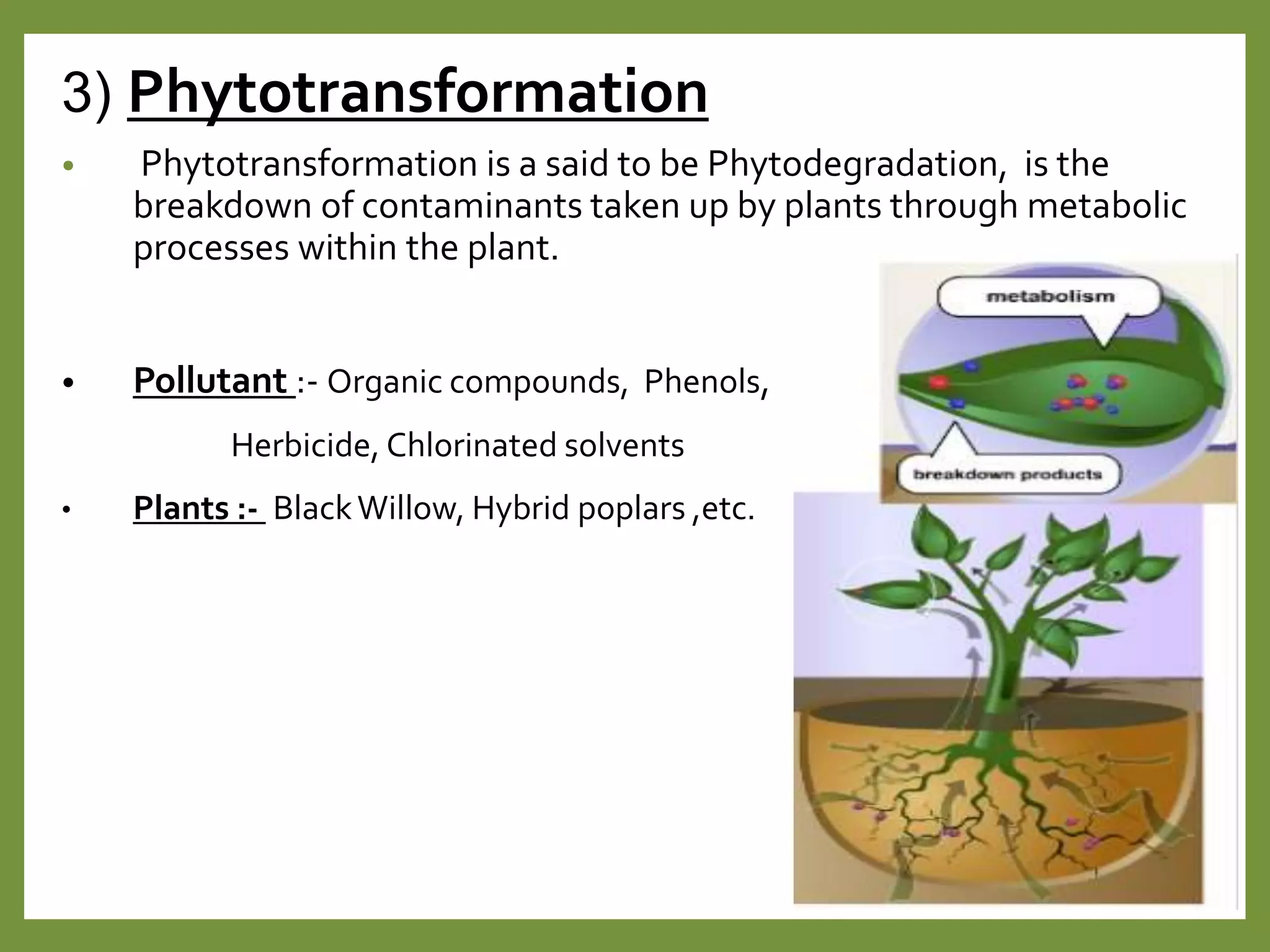 Phytoremediation and its mechanism - simran sonule | PPTX
