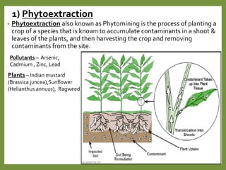 Phytoremediation and its mechanism - simran sonule | PPTX