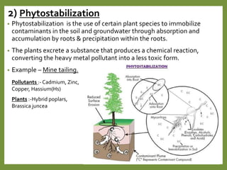 Phytoremediation and its mechanism - simran sonule | PPTX