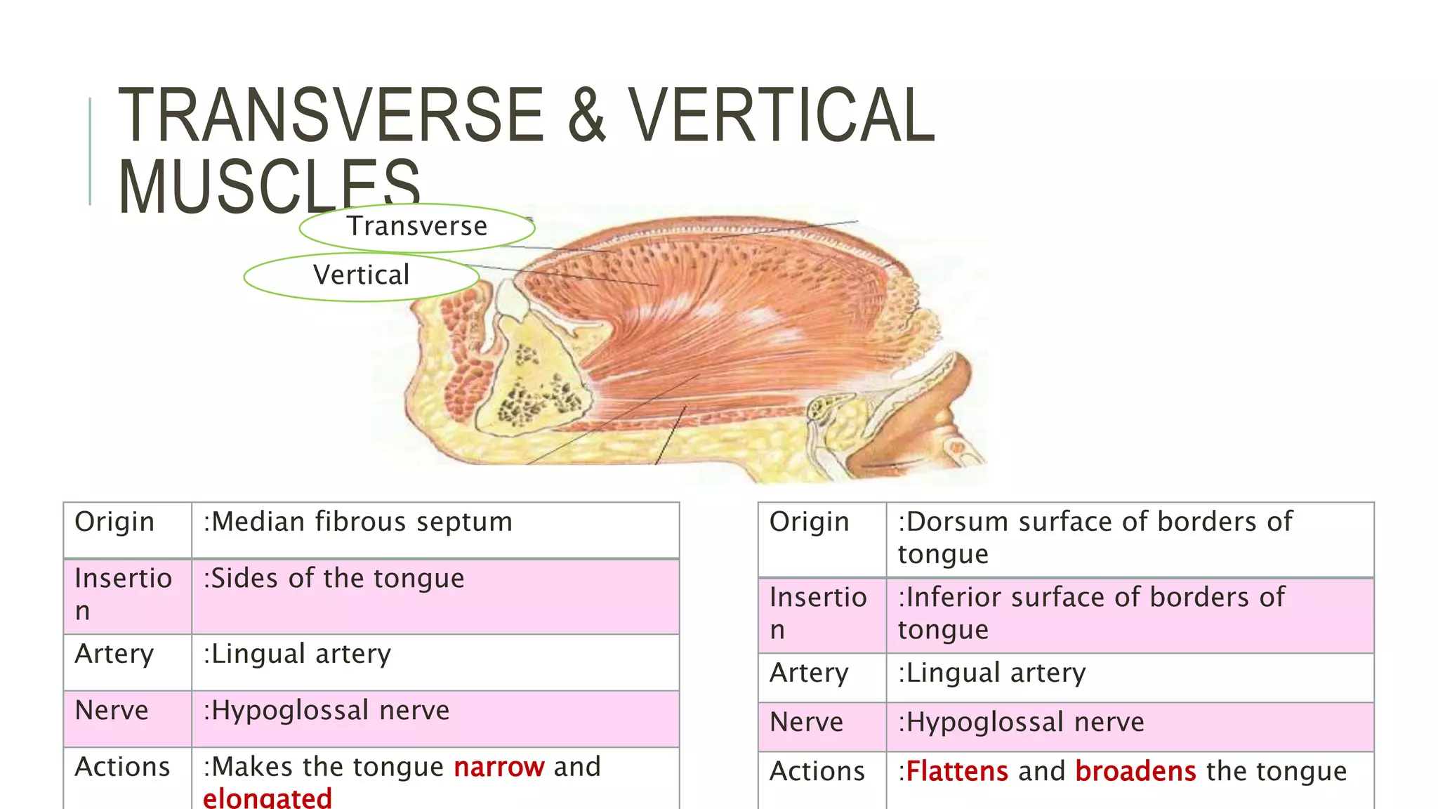 Muscles of the tongue | PPTX