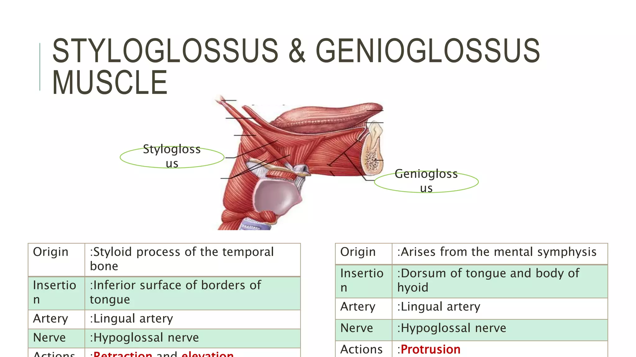 Muscles of the tongue | PPTX