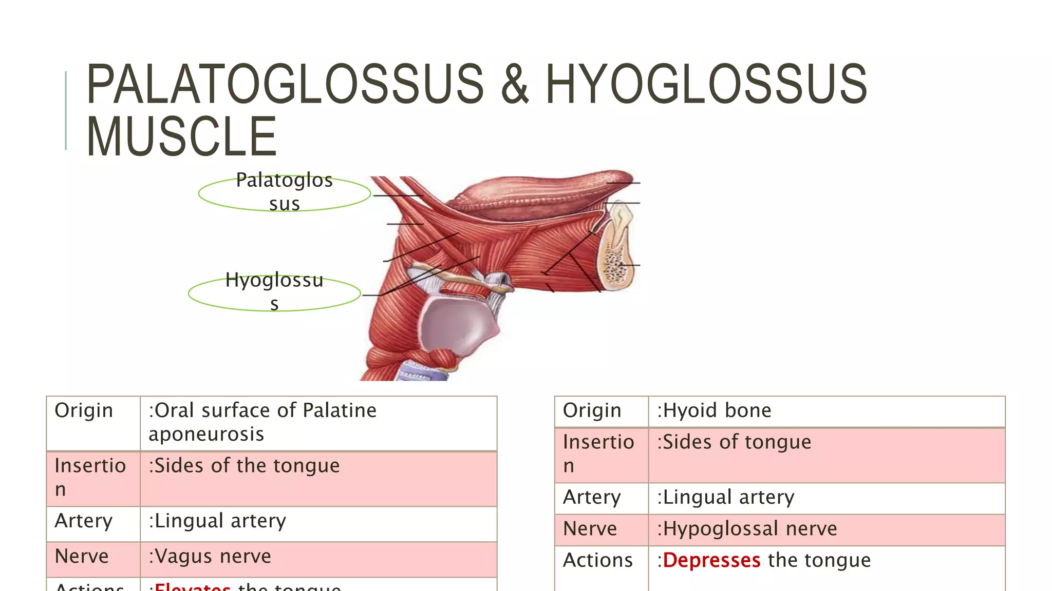 Muscles of the tongue | PPT