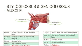 Muscles of the tongue | PPT