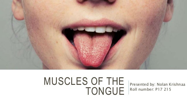 Muscles of the tongue