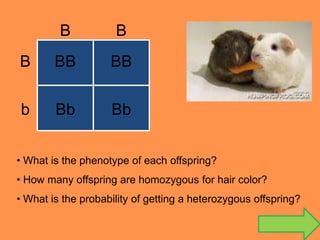 Mm genetics lesson. module 6.tpowell | PPTX