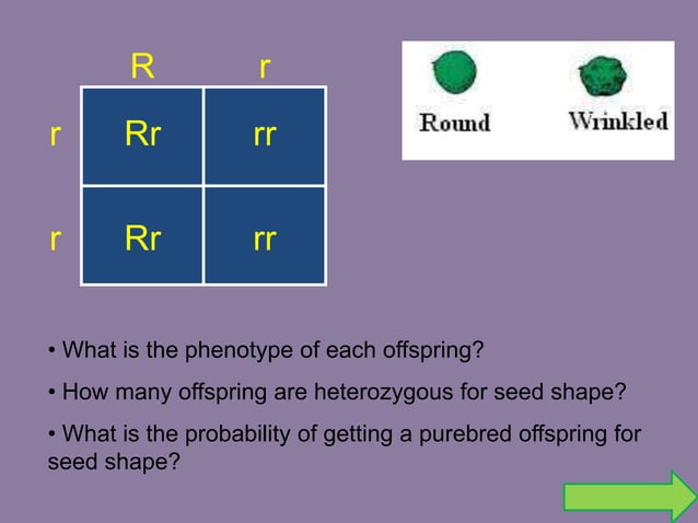 Mm genetics lesson. module 6.tpowell | PPT