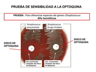 Mmi pruebas bioquímicas básicas utilizadas en el laboratorio de ...