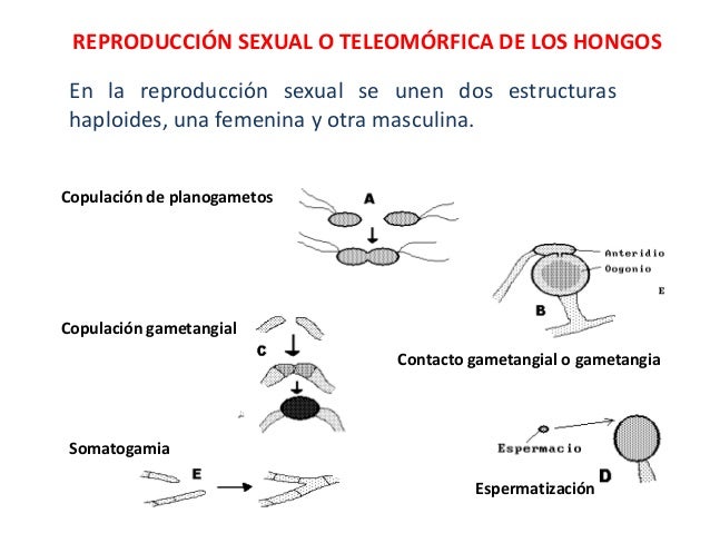 Somatogamia | Plantas rioMoros
