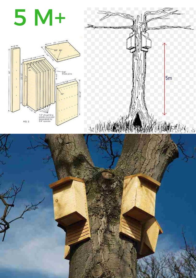 MMP - Eradication of Mosquitoes with DIY Bat Houses & Electronic Pest ...