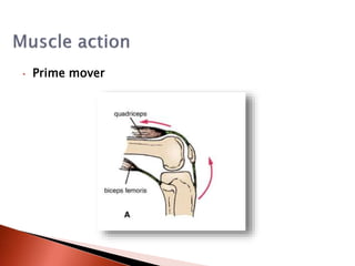 General principles of skeletal muscle | PPT