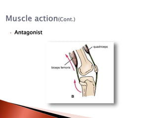 General principles of skeletal muscle | PPT